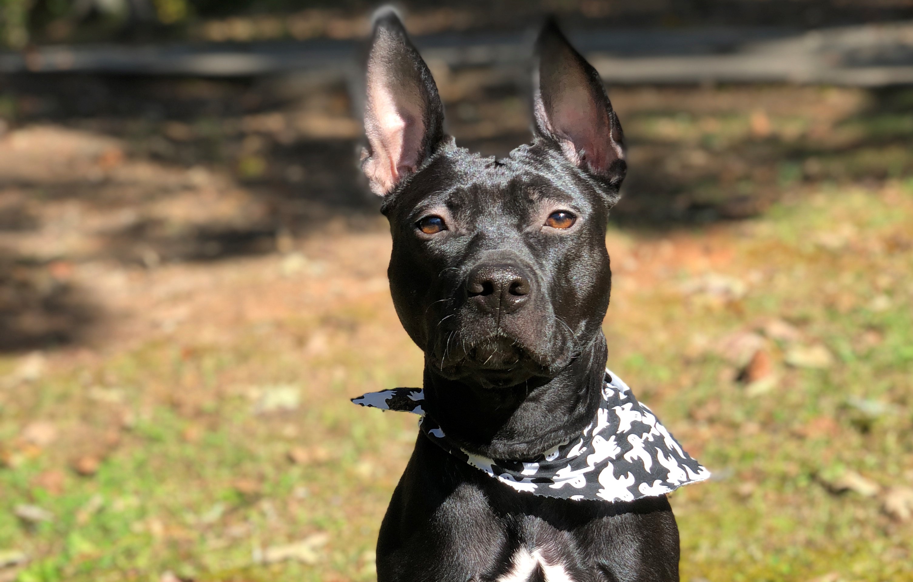 Friends to the Forlorn Pitbull Rescue, Inc.